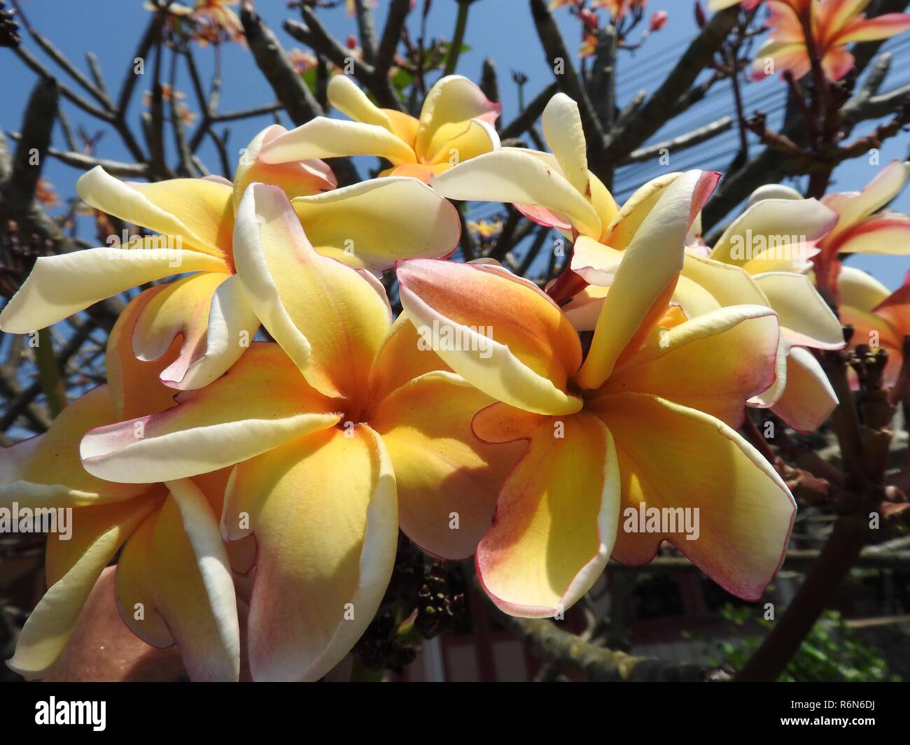 Frangipani trunk hi-res stock photography and images - Alamy