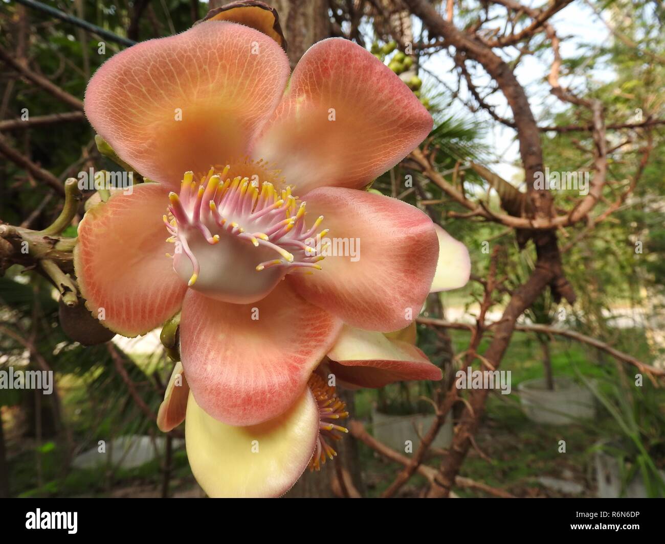 Cannonball tree fruits hi-res stock photography and images - Alamy