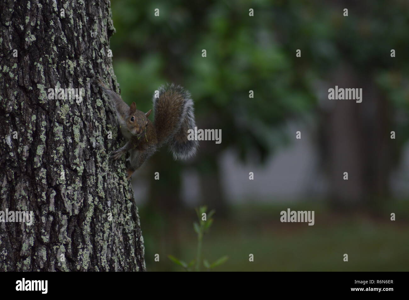 Grey Squirrel on Oak Tree in Florida Stock Photo - Alamy