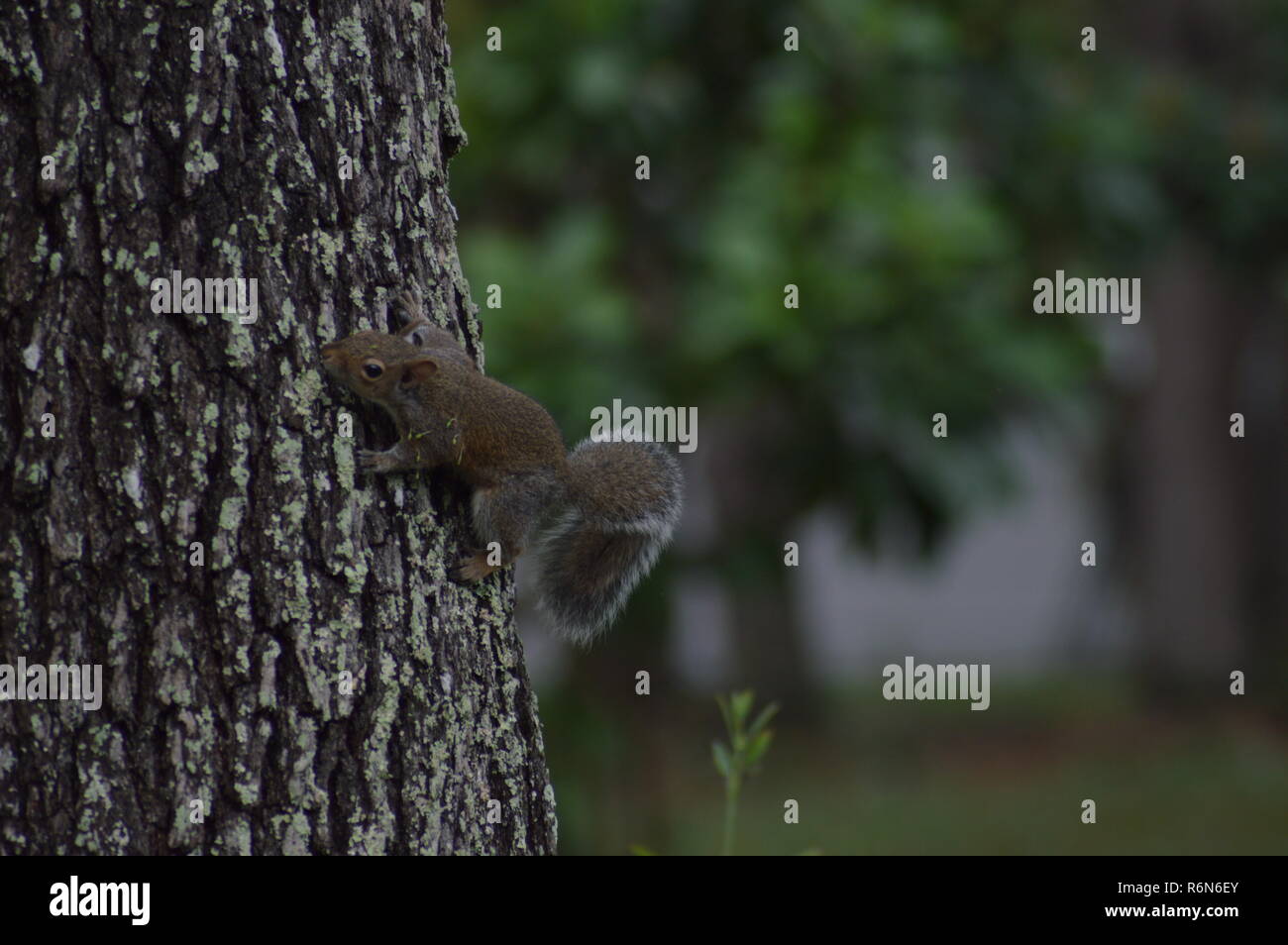 Squirrel oak tree hi-res stock photography and images - Alamy