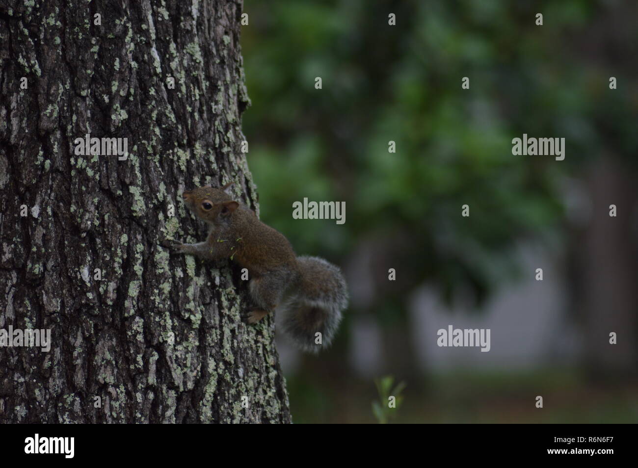 Grey Squirrel on Oak Tree in Florida Stock Photo - Alamy