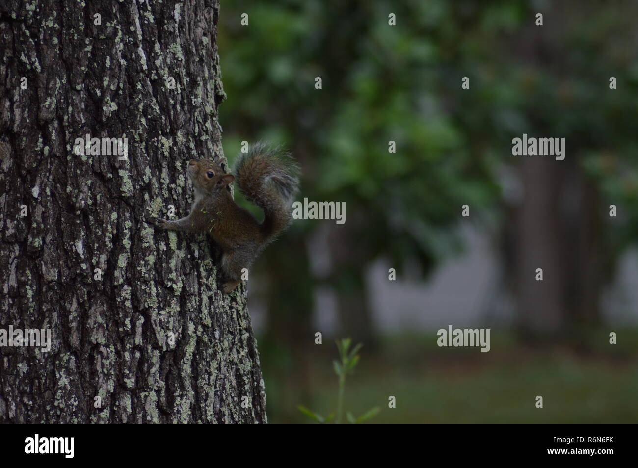 Grey Squirrel on Oak Tree in Florida Stock Photo - Alamy
