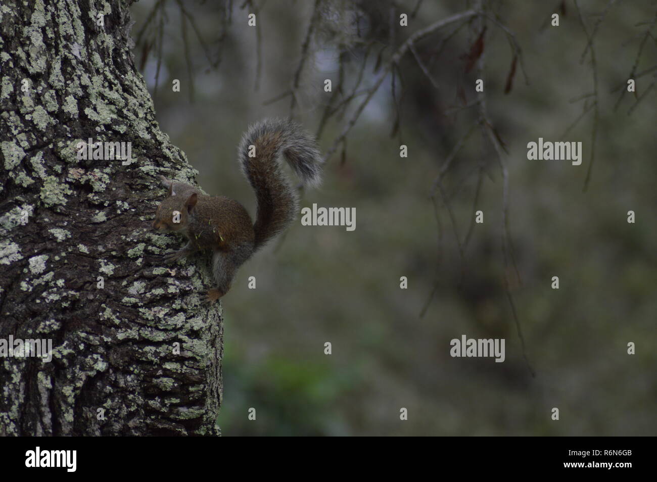 Grey Squirrel on Oak Tree in Florida Stock Photo - Alamy