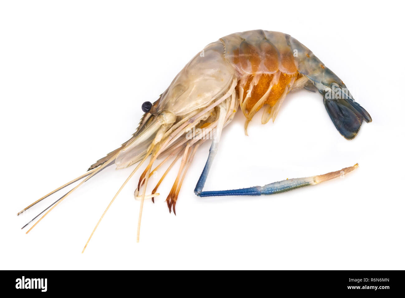 The boiling shrimp Cut Out Stock Images & Pictures - Alamy