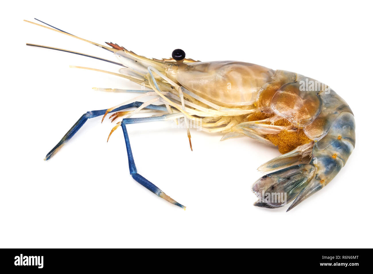 The boiling shrimp Cut Out Stock Images & Pictures - Alamy