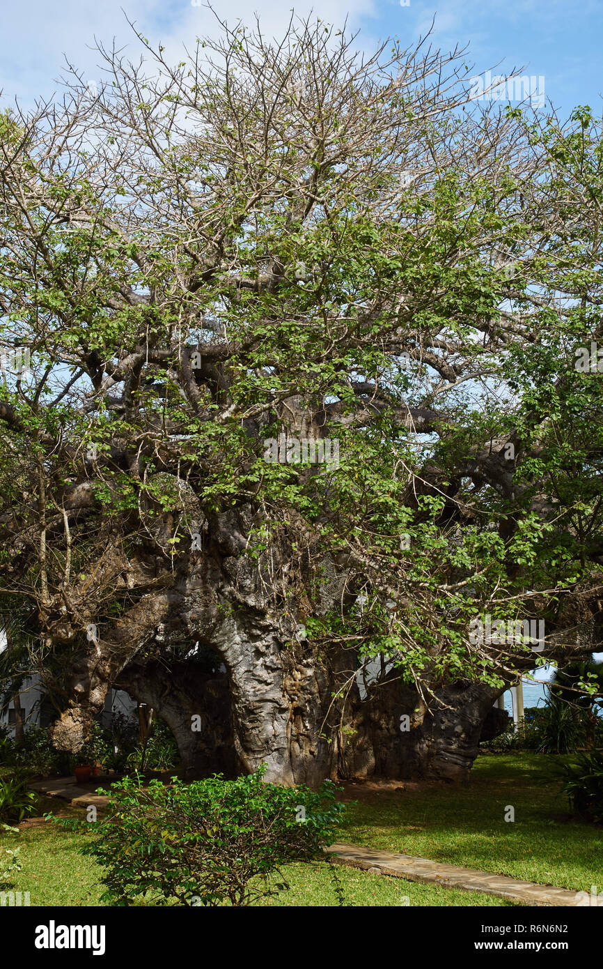 elder and largest over 500 years old baobab tree in kenya Stock Photo ...