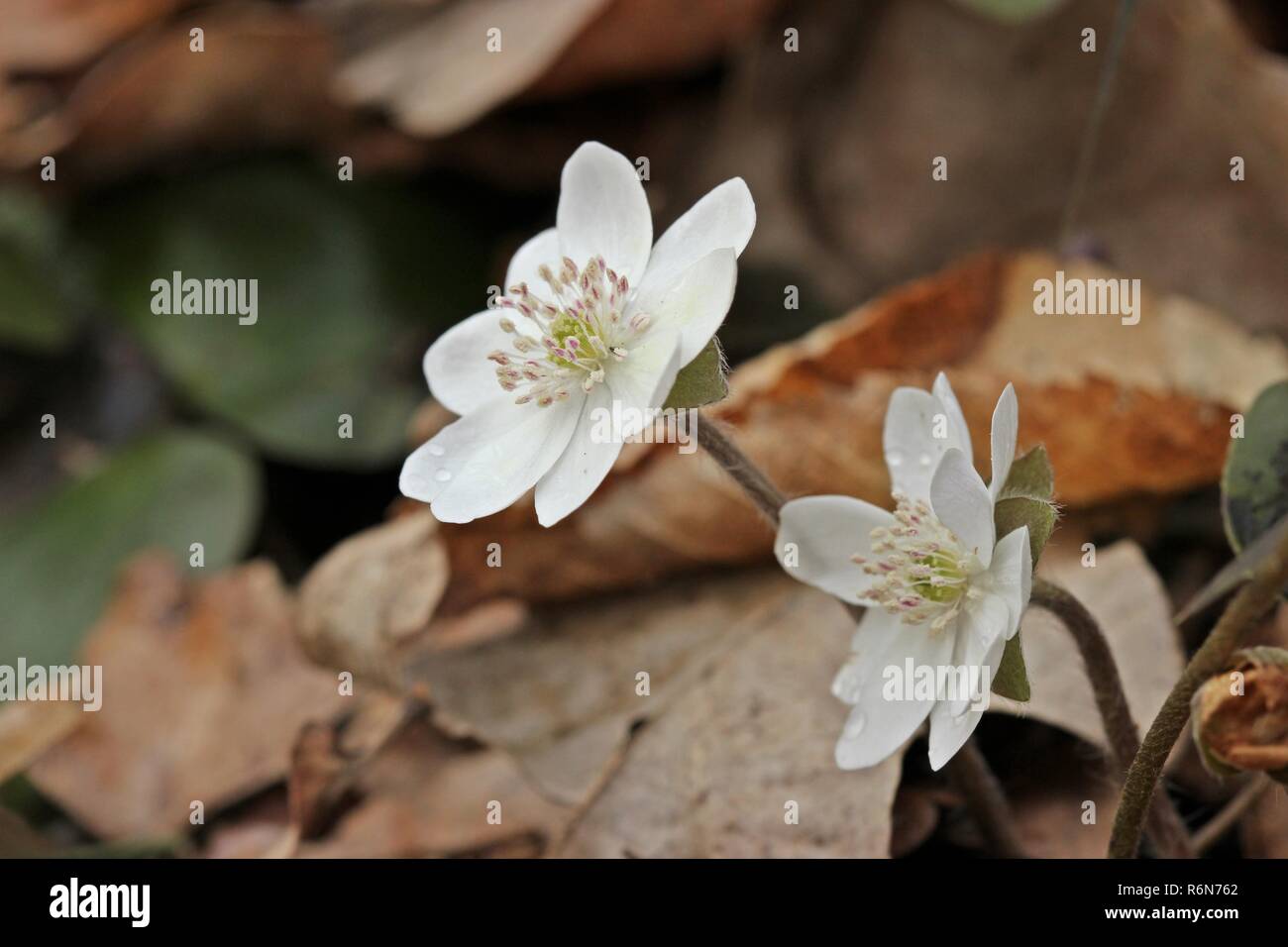 white-liver of liverwort (hepatica nobilis Stock Photo - Alamy