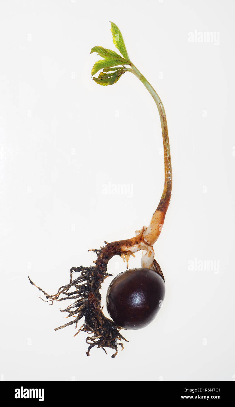 Baumfrucht High Resolution Stock Photography and Images - Alamy