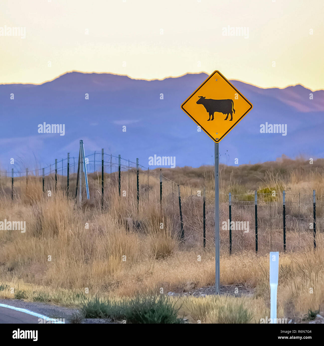 Cattle crossing road sign against mountain in Utah Stock Photo - Alamy