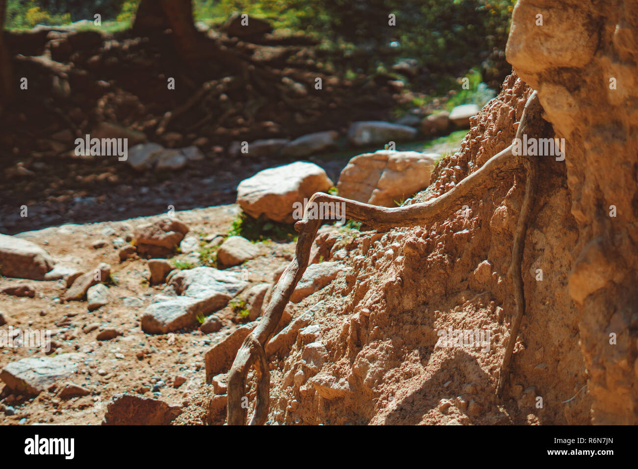 large tree roots and the sun in a green forest Stock Photo - Alamy