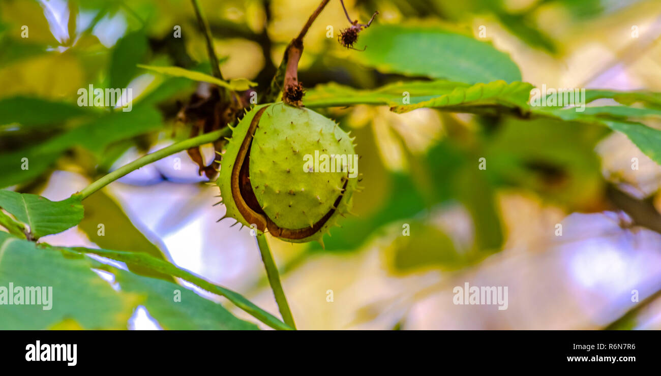 Chestnut fruit on tree with split open spiny shell Stock Photo - Alamy