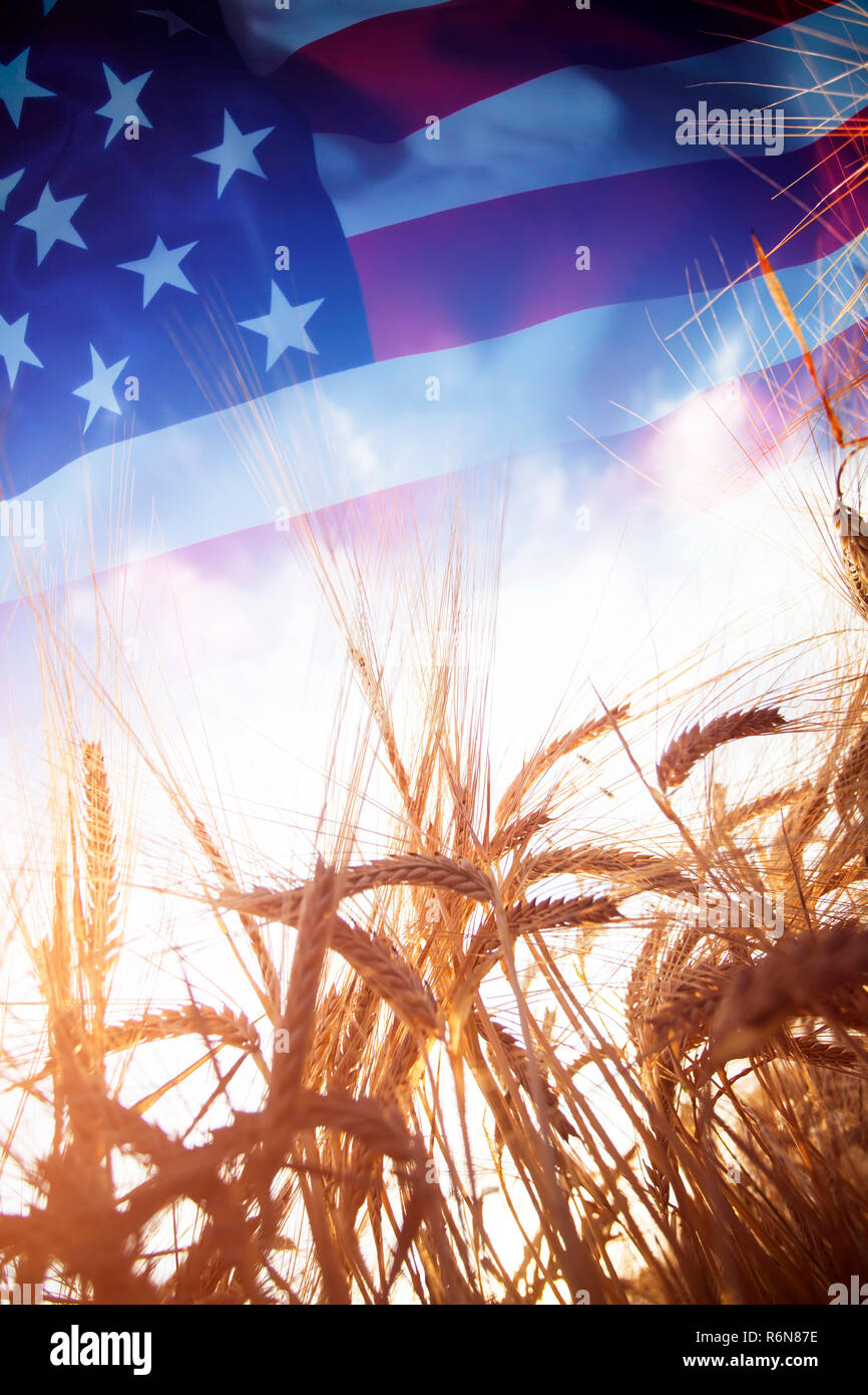 Flag of USA over wheat field Stock Photo - Alamy