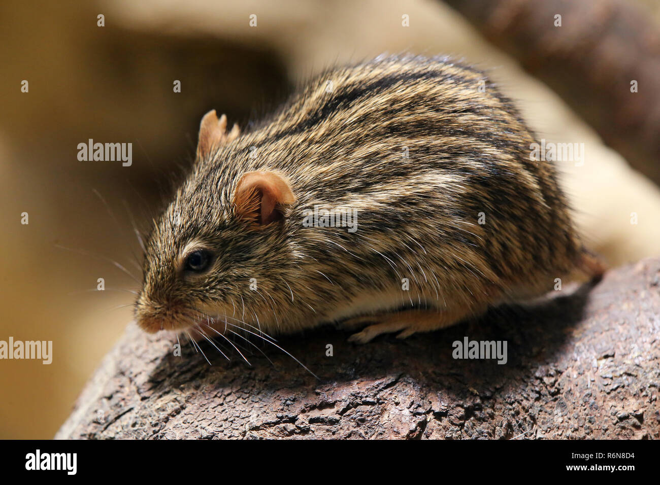 stripes grasshopper zebra stripes grass berber grass mouse lemniscomys ...