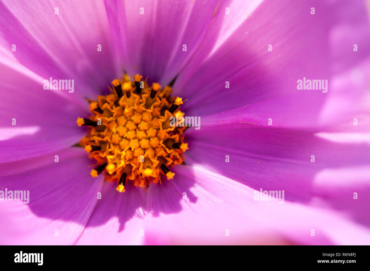 Violet flourishing flower Stock Photo - Alamy