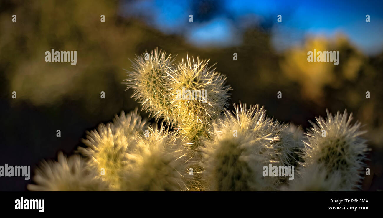 Close up of a cactus with thin white spikes Stock Photo - Alamy