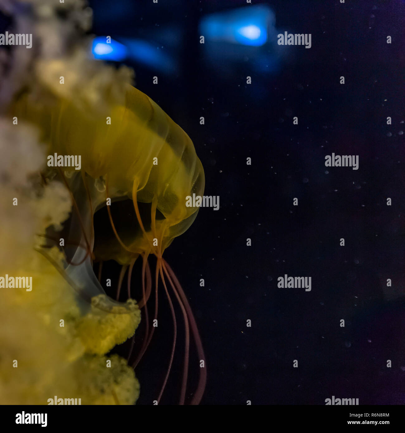 Close up of a yellow jellyfish inside an aquarium Stock Photo - Alamy