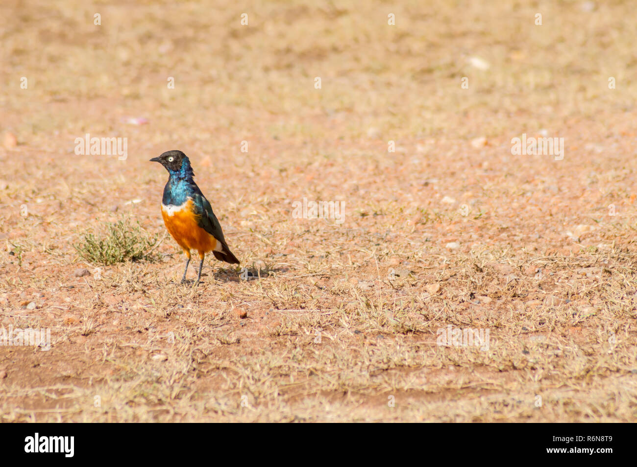 Superb Starling in the savannah grassland of the amboseli in Kenya ...