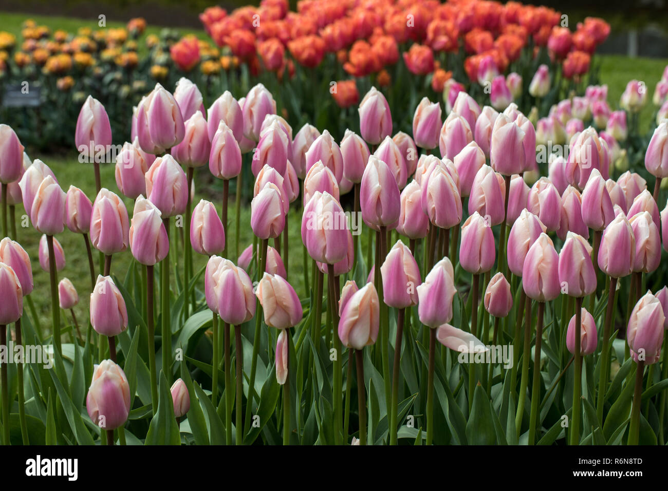 colorful tulips flowers blooming in a garden Stock Photo - Alamy