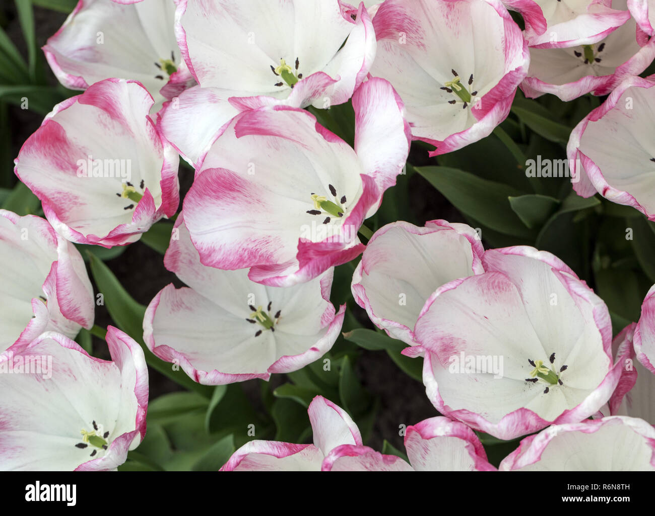 Species botanical tulips blooming in a garden Stock Photo - Alamy