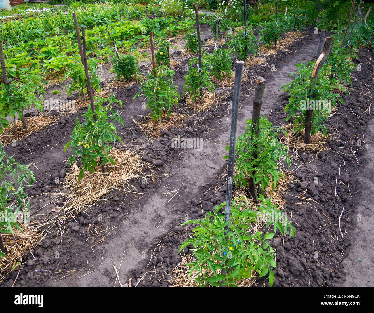 Mulching vegetable plot hi-res stock photography and images - Alamy