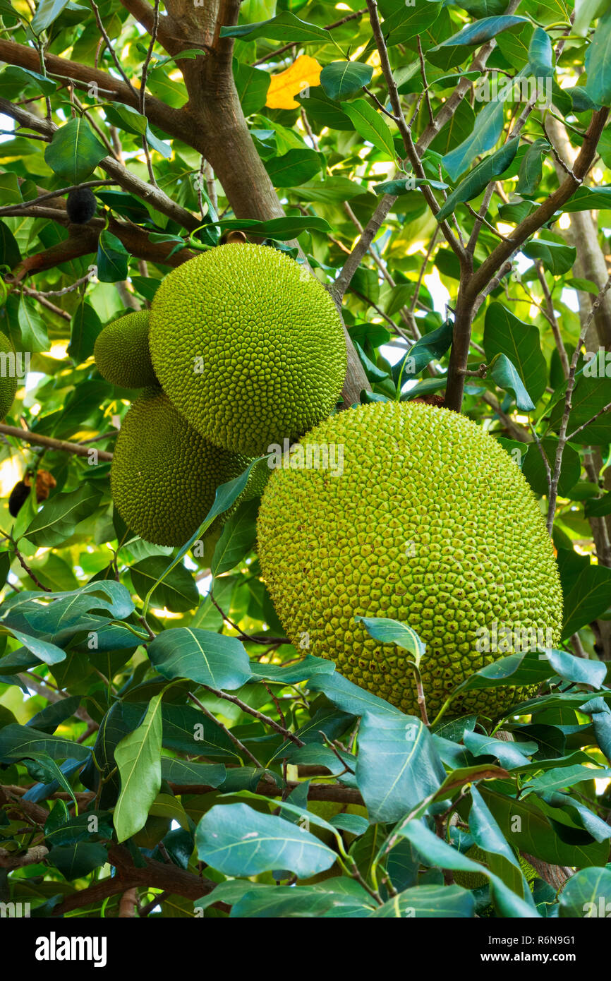 Tropisches obst hi-res stock photography and images - Alamy