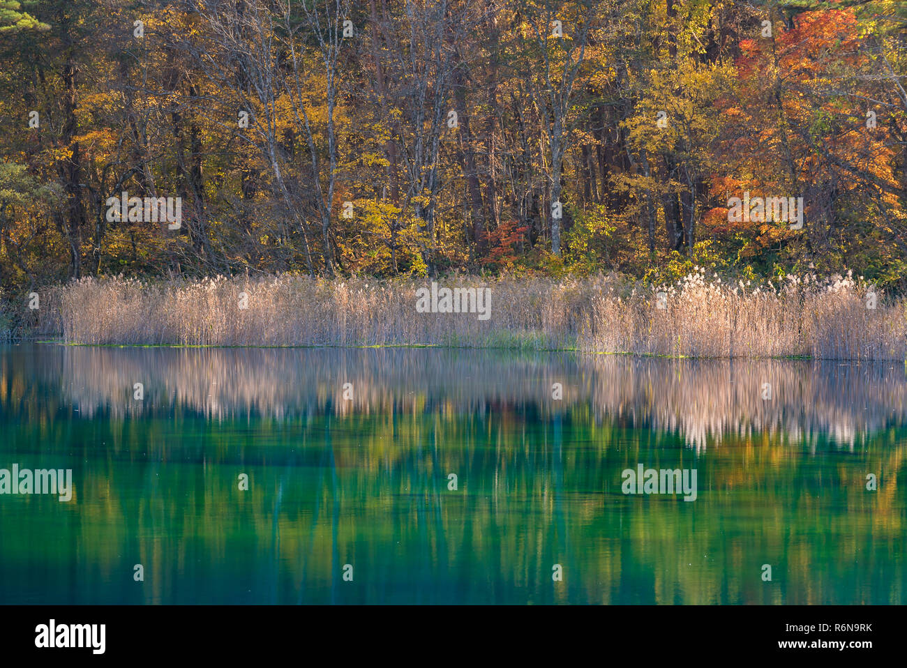 Goshiki-numa Urabandai Fukushima Autumn Japan Stock Photo - Alamy
