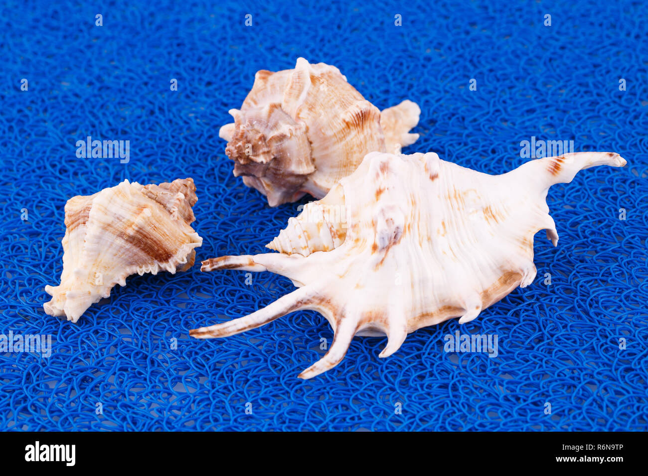 Three sea shells on blue background Stock Photo - Alamy