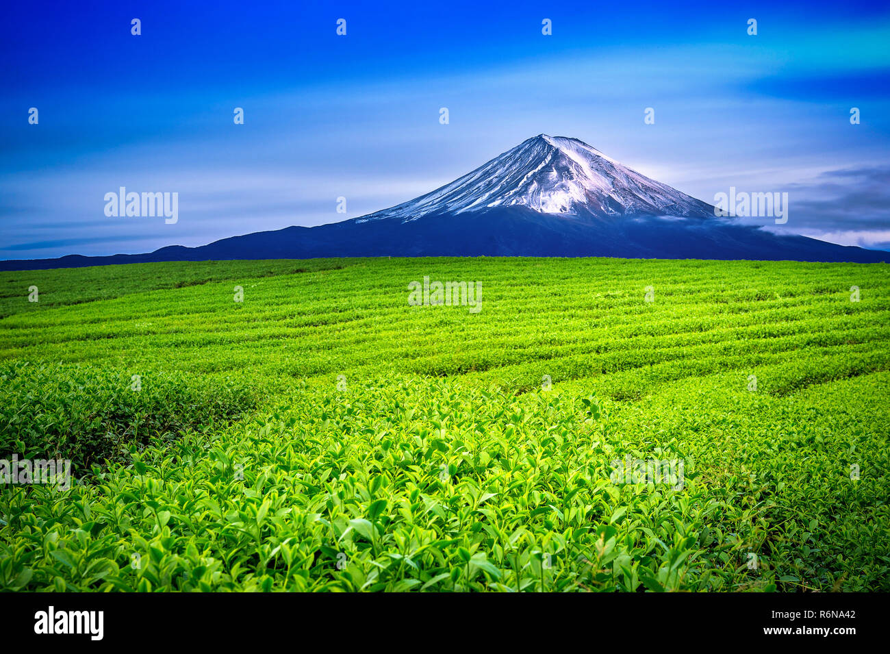 Green tea fields and Fuji mountain in Japan Stock Photo - Alamy