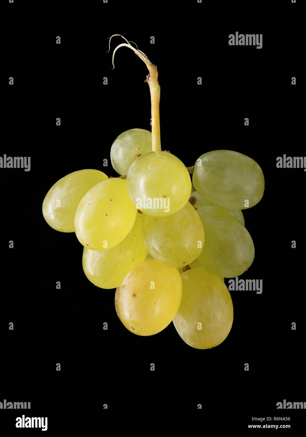 Translucent fruits hi-res stock photography and images - Alamy