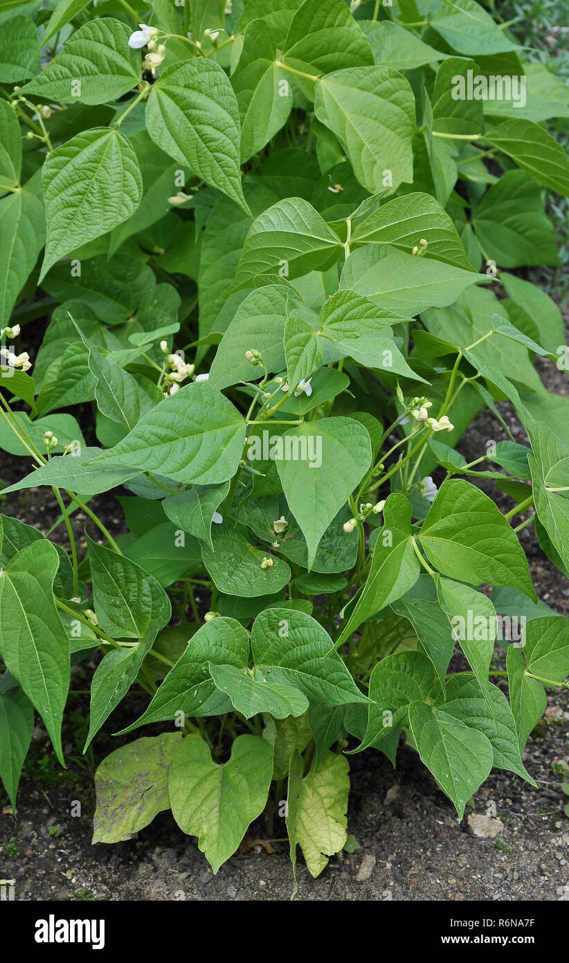 Bush bean hi-res stock photography and images - Alamy