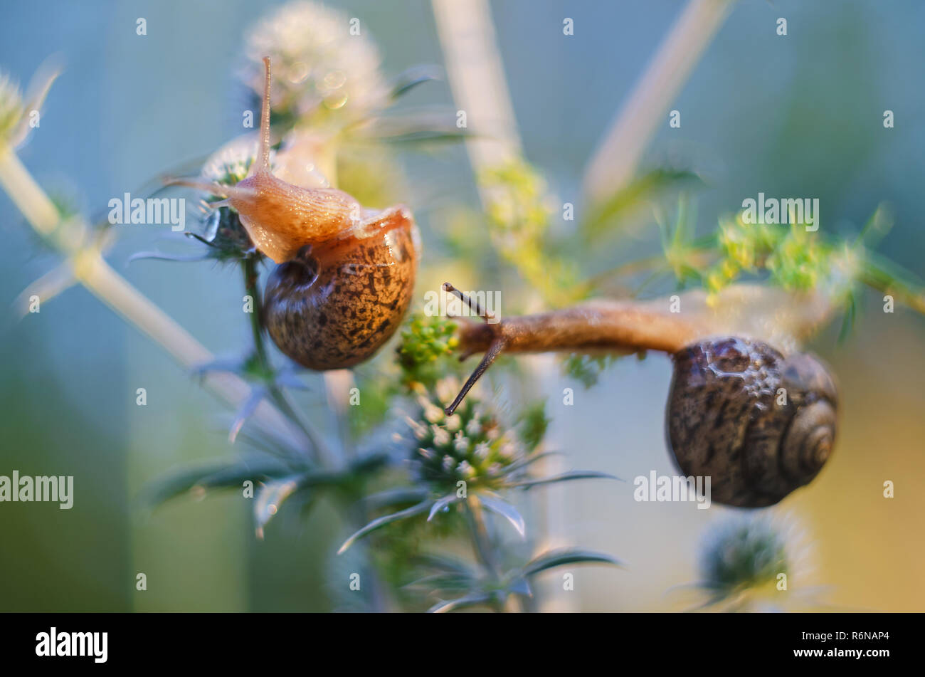 Wild snails are crawling on plants in nature Stock Photo - Alamy
