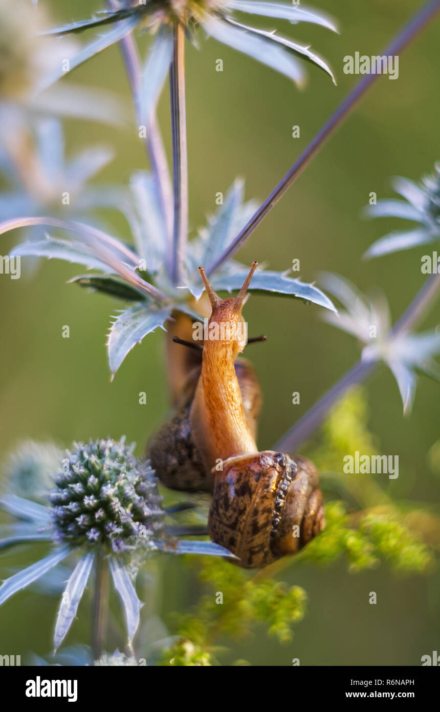 Wild snails are crawling on plants in nature Stock Photo - Alamy