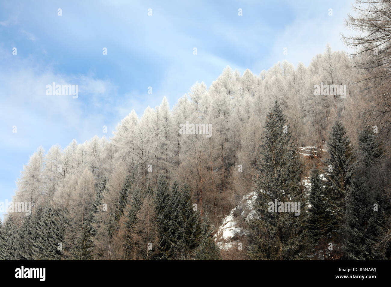 freezing mountain forest near winkl-heiligenblut Stock Photo - Alamy