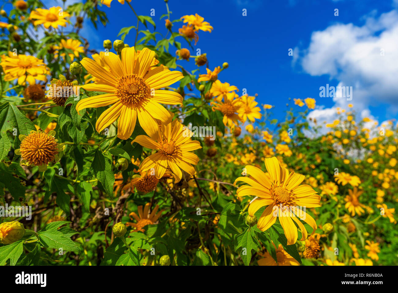 Tree marigold hi-res stock photography and images - Alamy