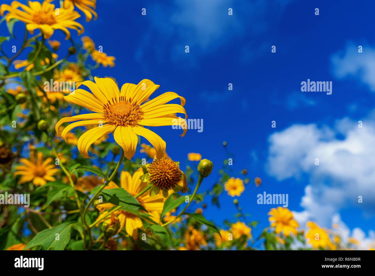 Tree marigold hi-res stock photography and images - Alamy