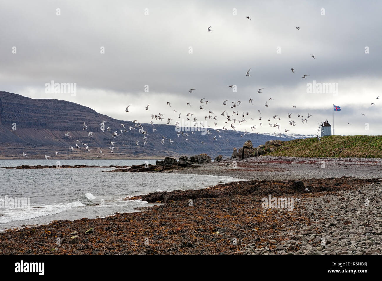 Vigur bird island hi-res stock photography and images - Alamy