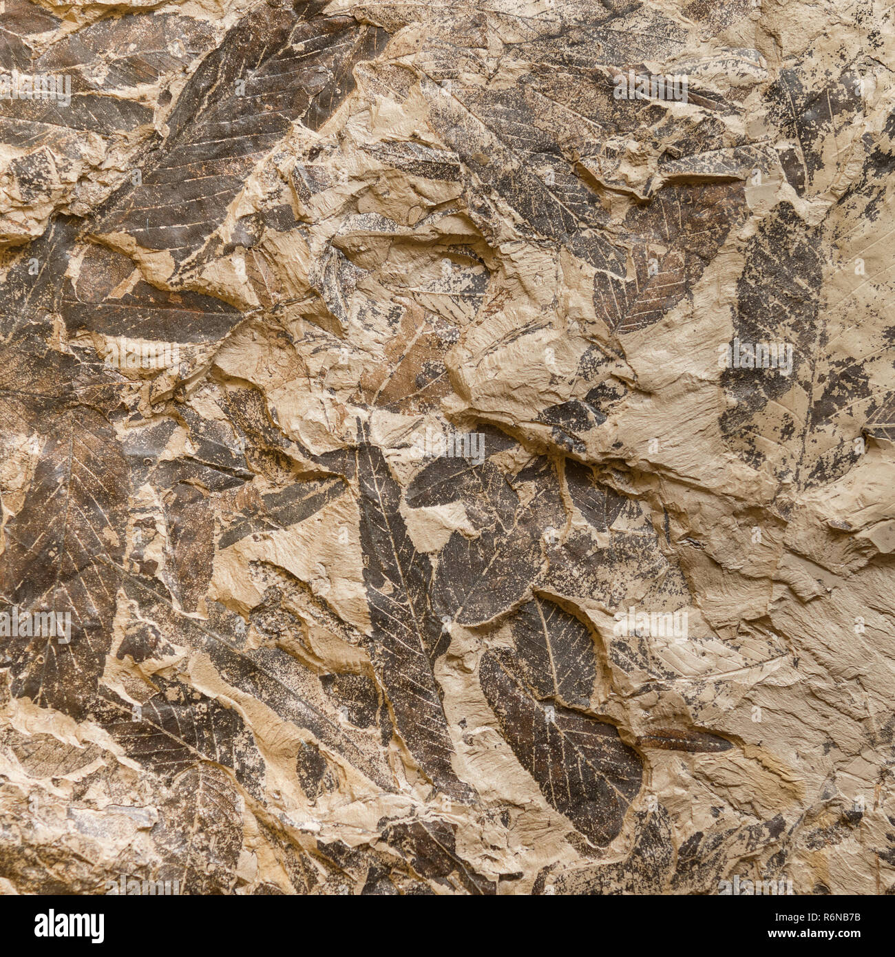 Prehistoric Leaves High Resolution Stock Photography and Images - Alamy