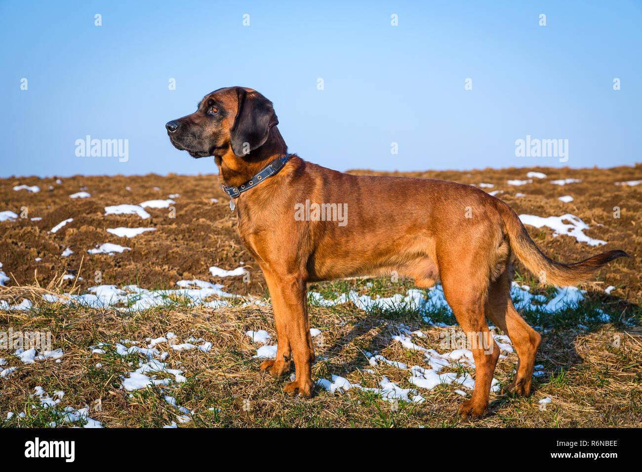 Bavarian dog hunting hi-res stock photography and images - Alamy