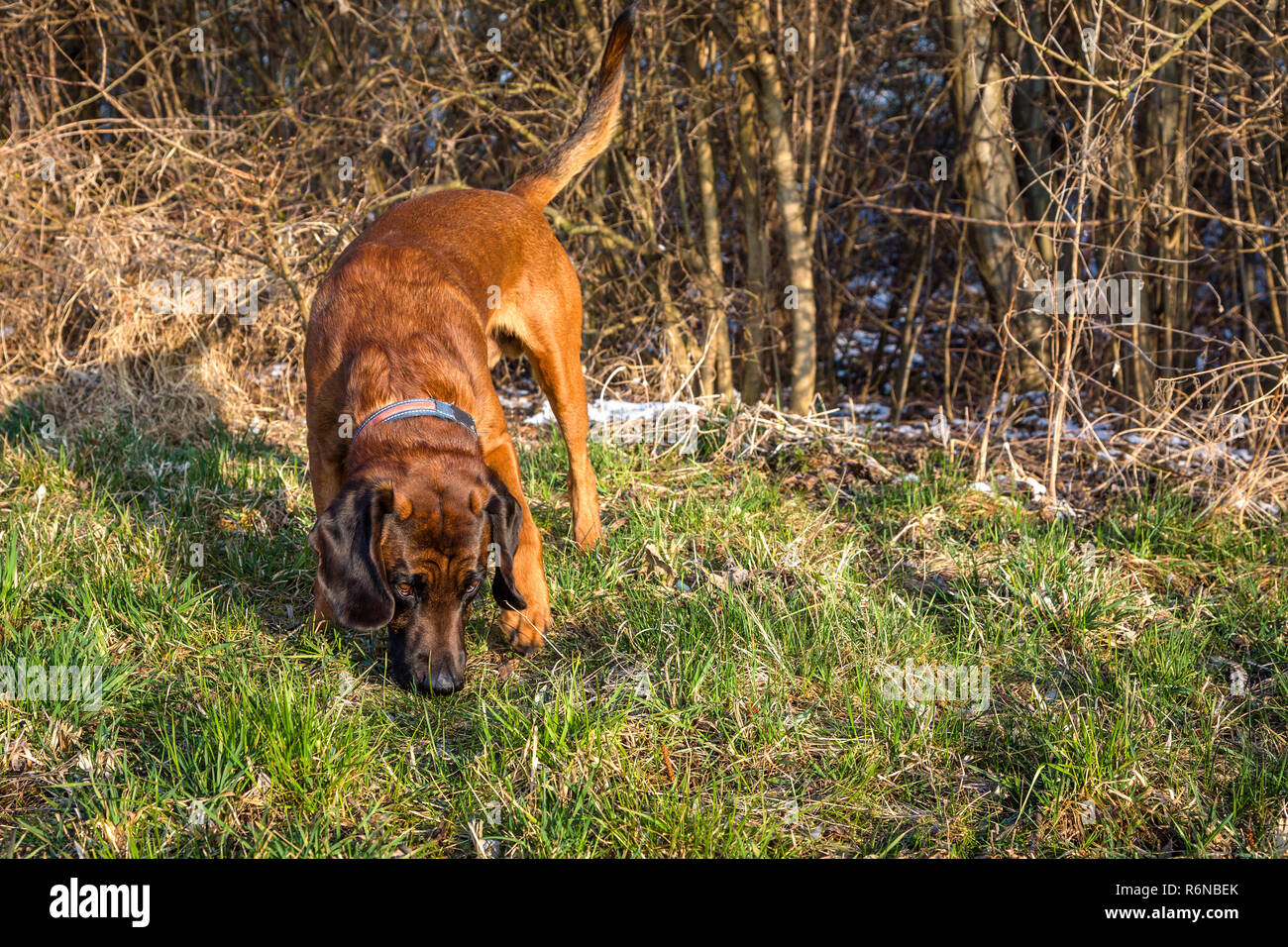 bloodhound in the track search Stock Photo - Alamy