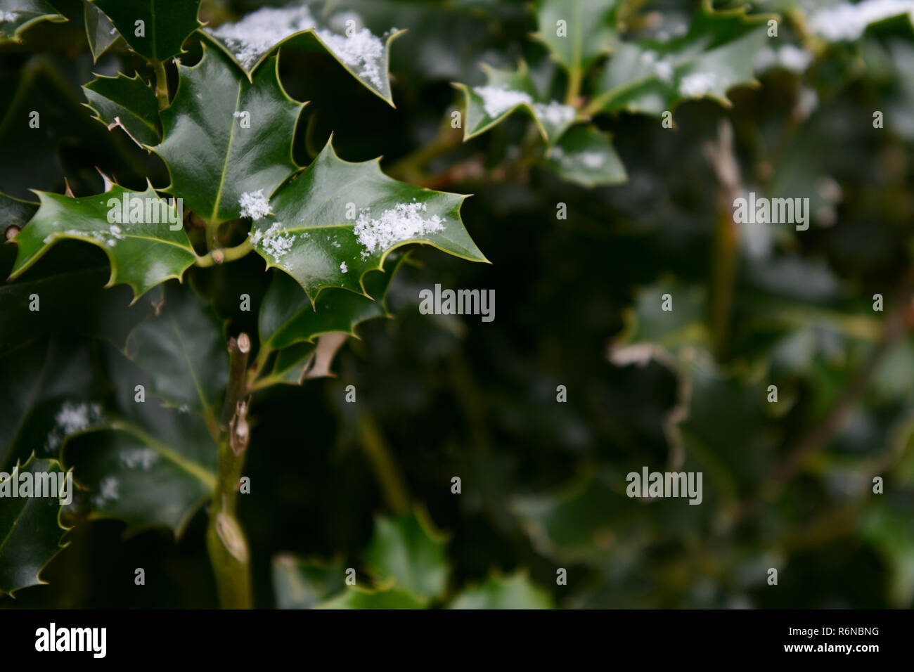 Snowflakes on dark green holly leaves Stock Photo - Alamy