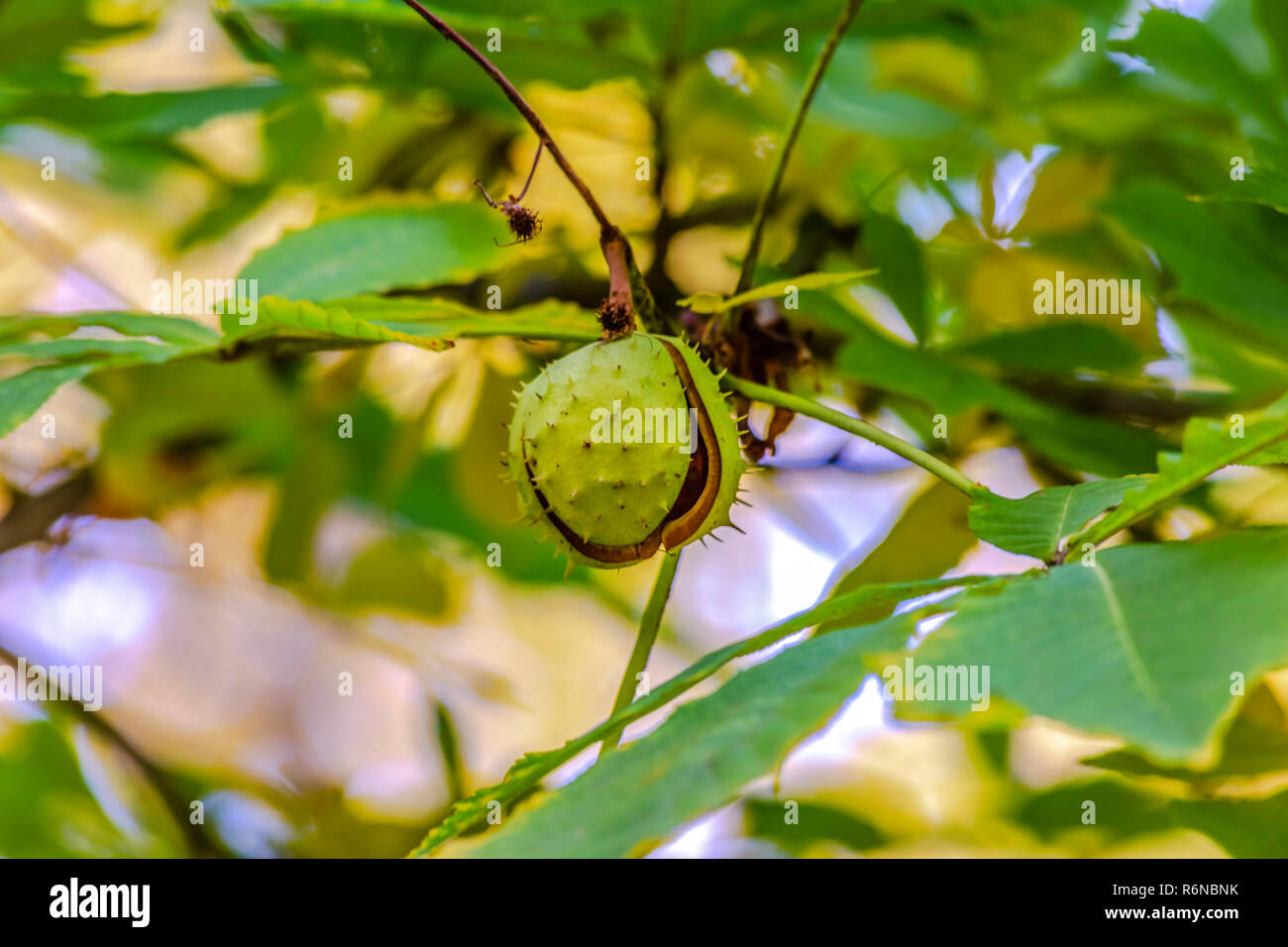 Chestnut fruit on a tree with split open spiny bur Stock Photo - Alamy