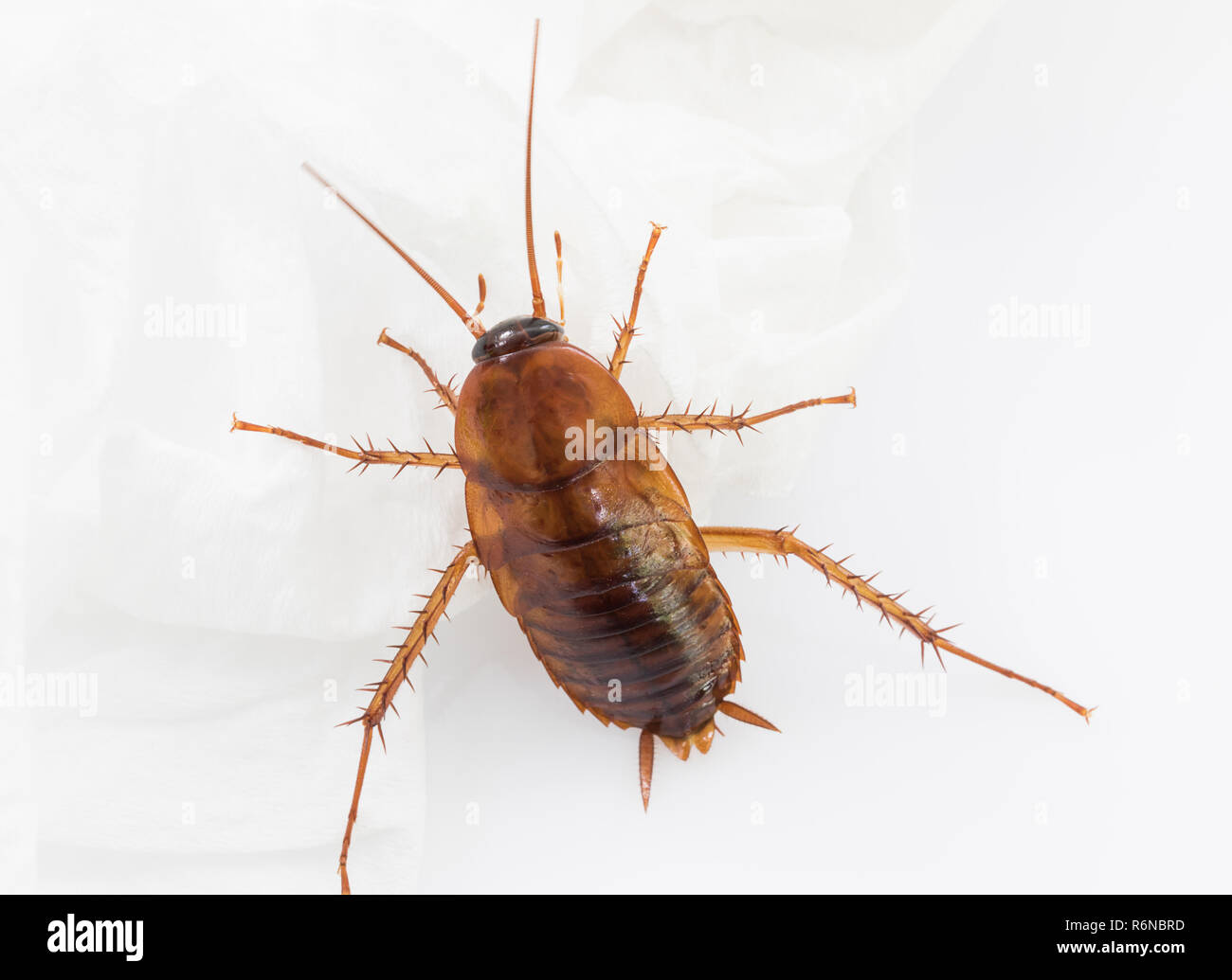 Close up cockroach on white Stock Photo - Alamy
