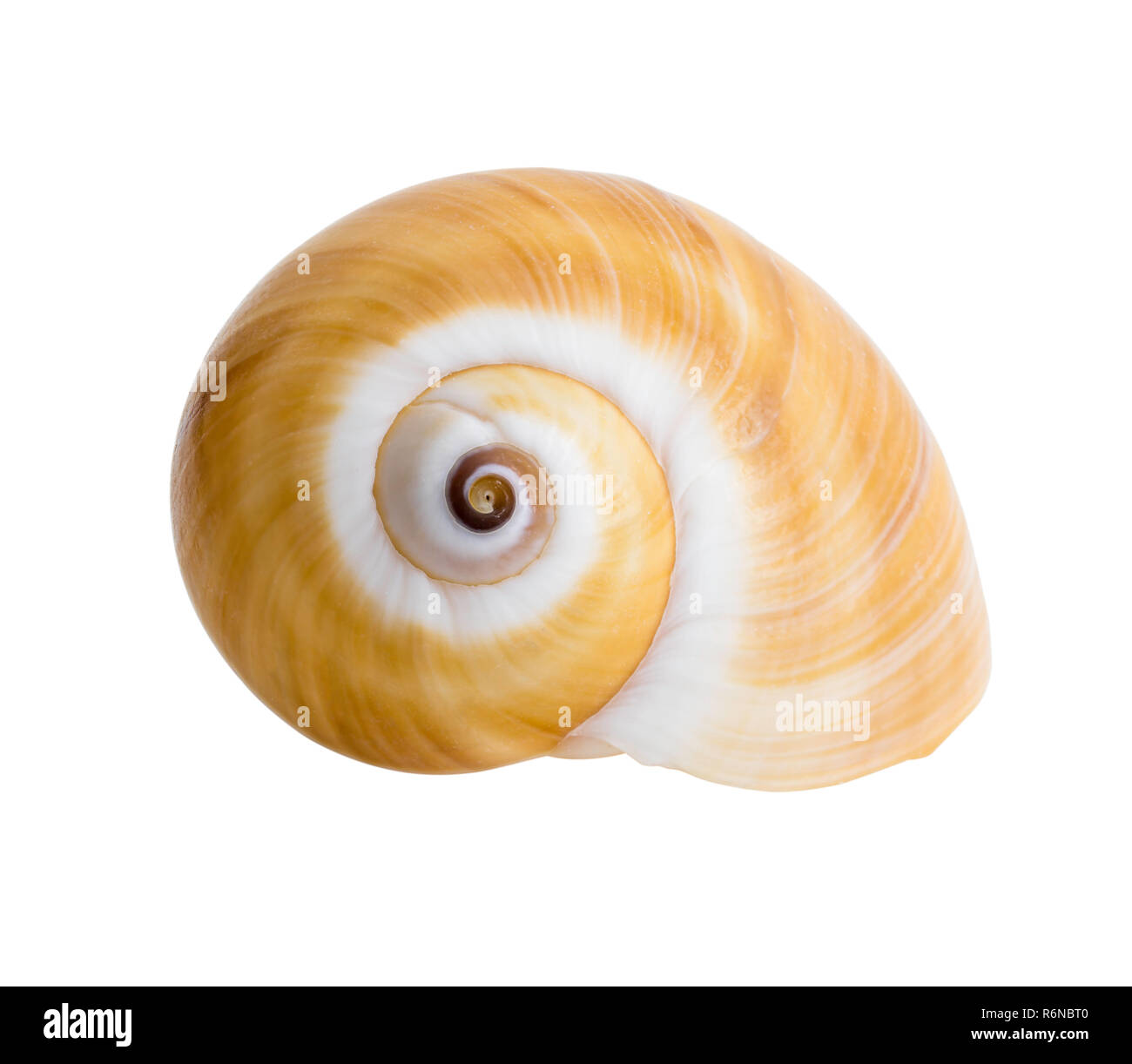 Close up Marine sea shell isolated Stock Photo - Alamy