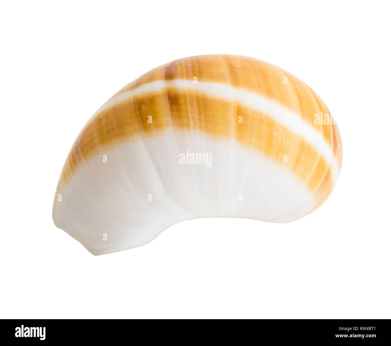 Close up Marine sea shell isolated Stock Photo - Alamy