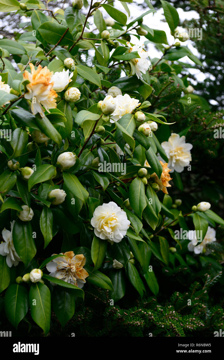 Frost damage camellia hi-res stock photography and images - Alamy