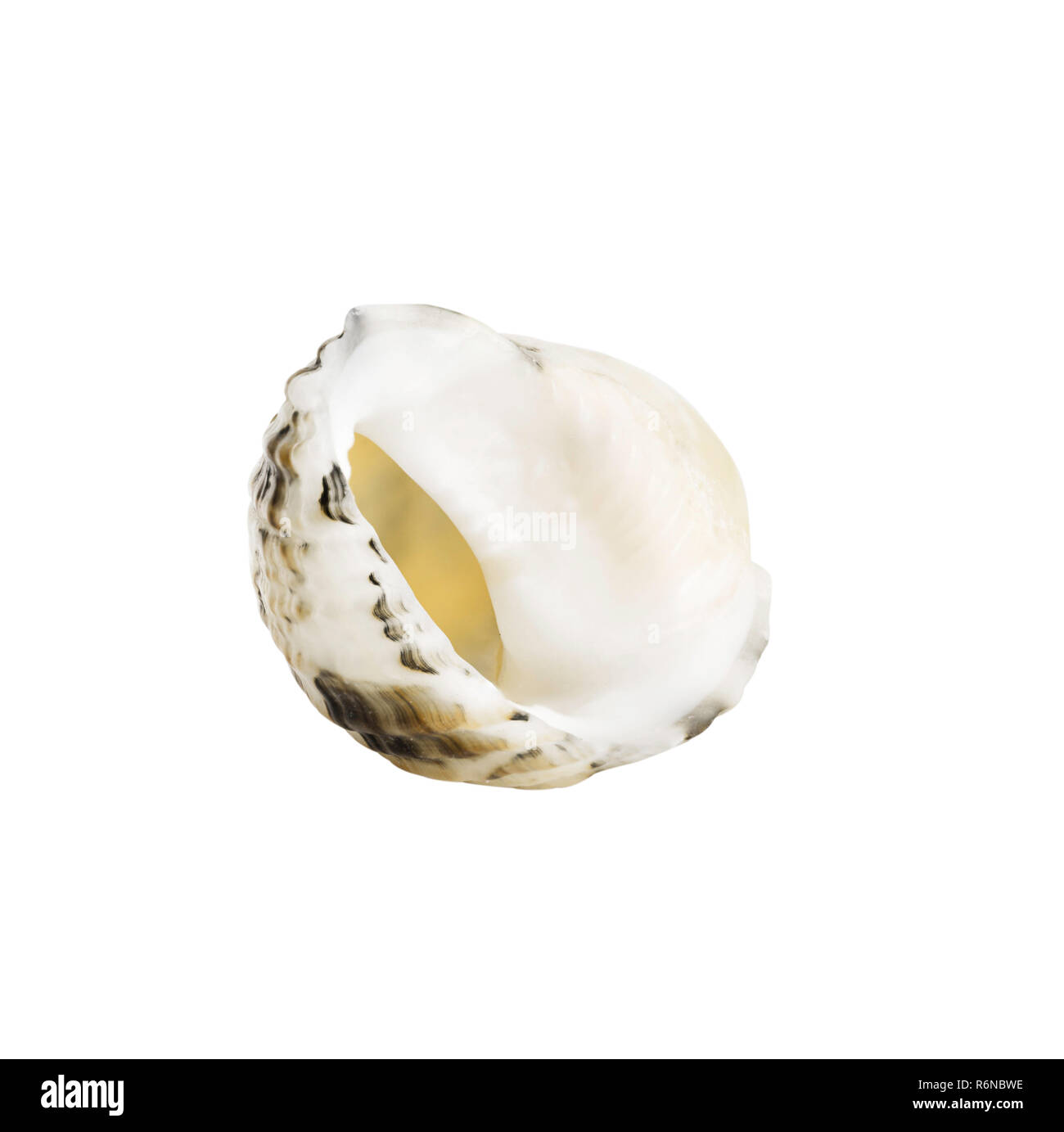 Close up Marine sea shell isolated Stock Photo - Alamy