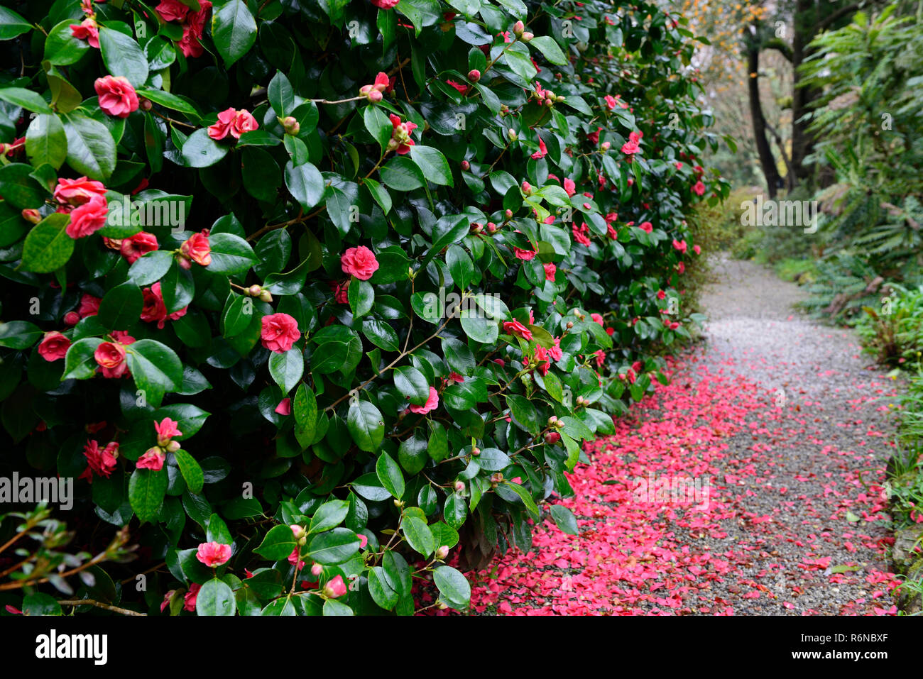 Hedge pathway hi-res stock photography and images - Alamy