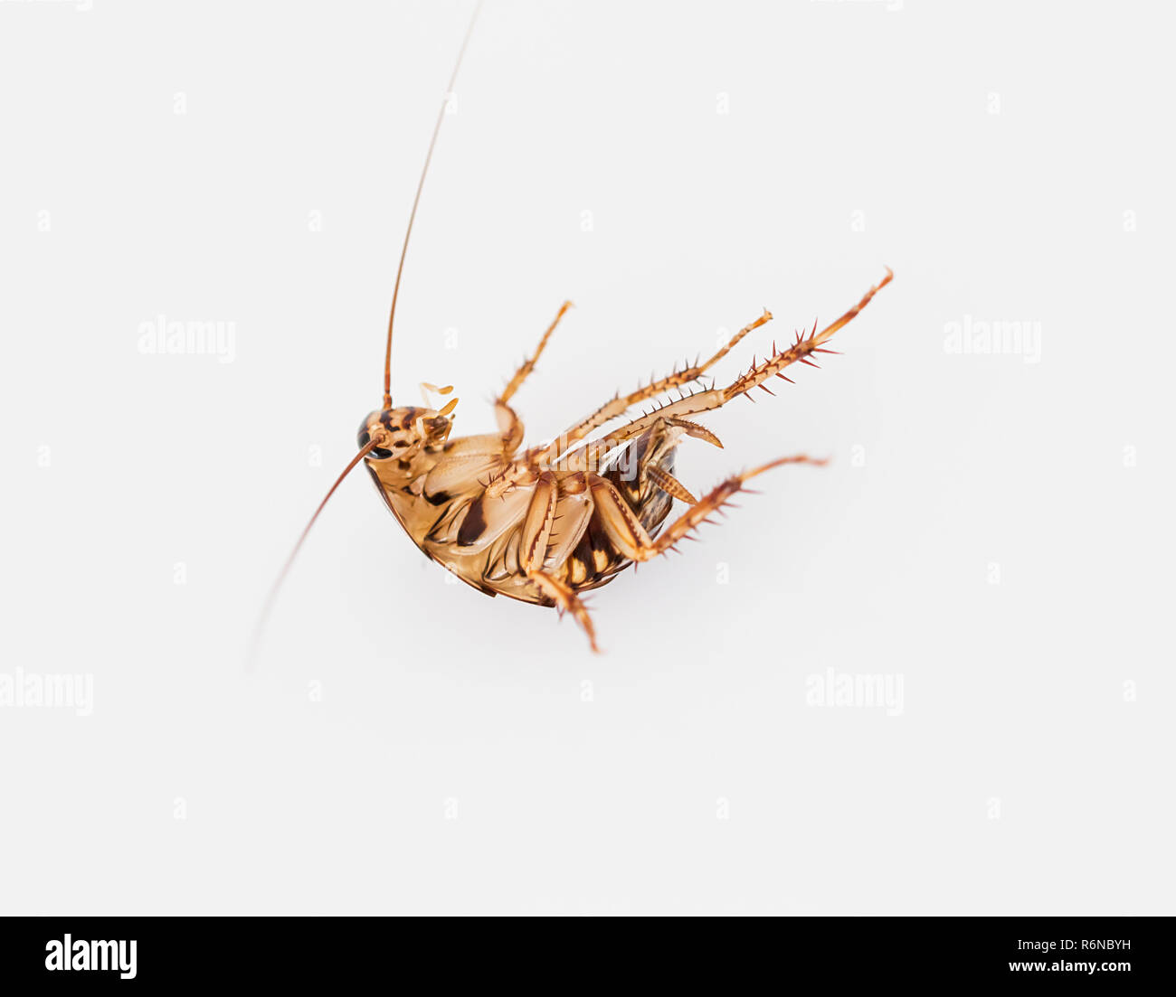 cockroach on white background Stock Photo - Alamy
