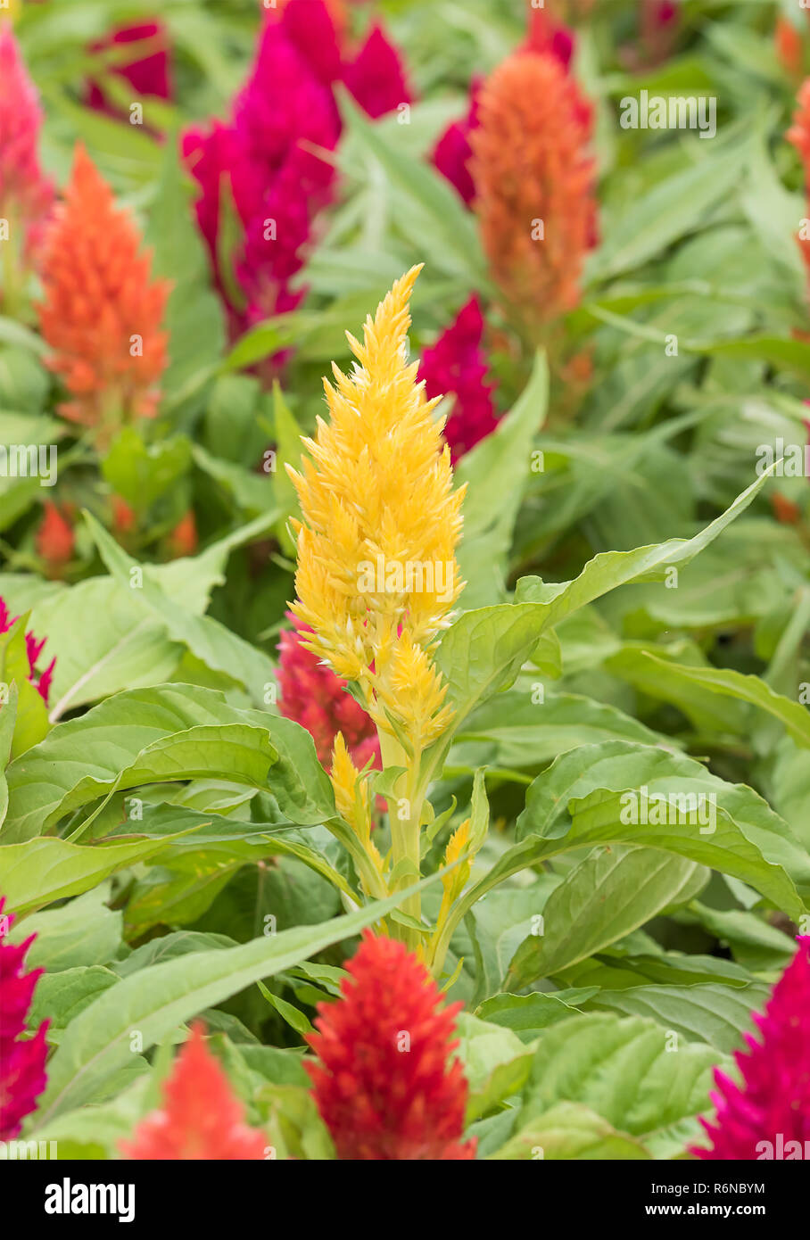 Celosia plumosa plumed cockscomb hi-res stock photography and images ...