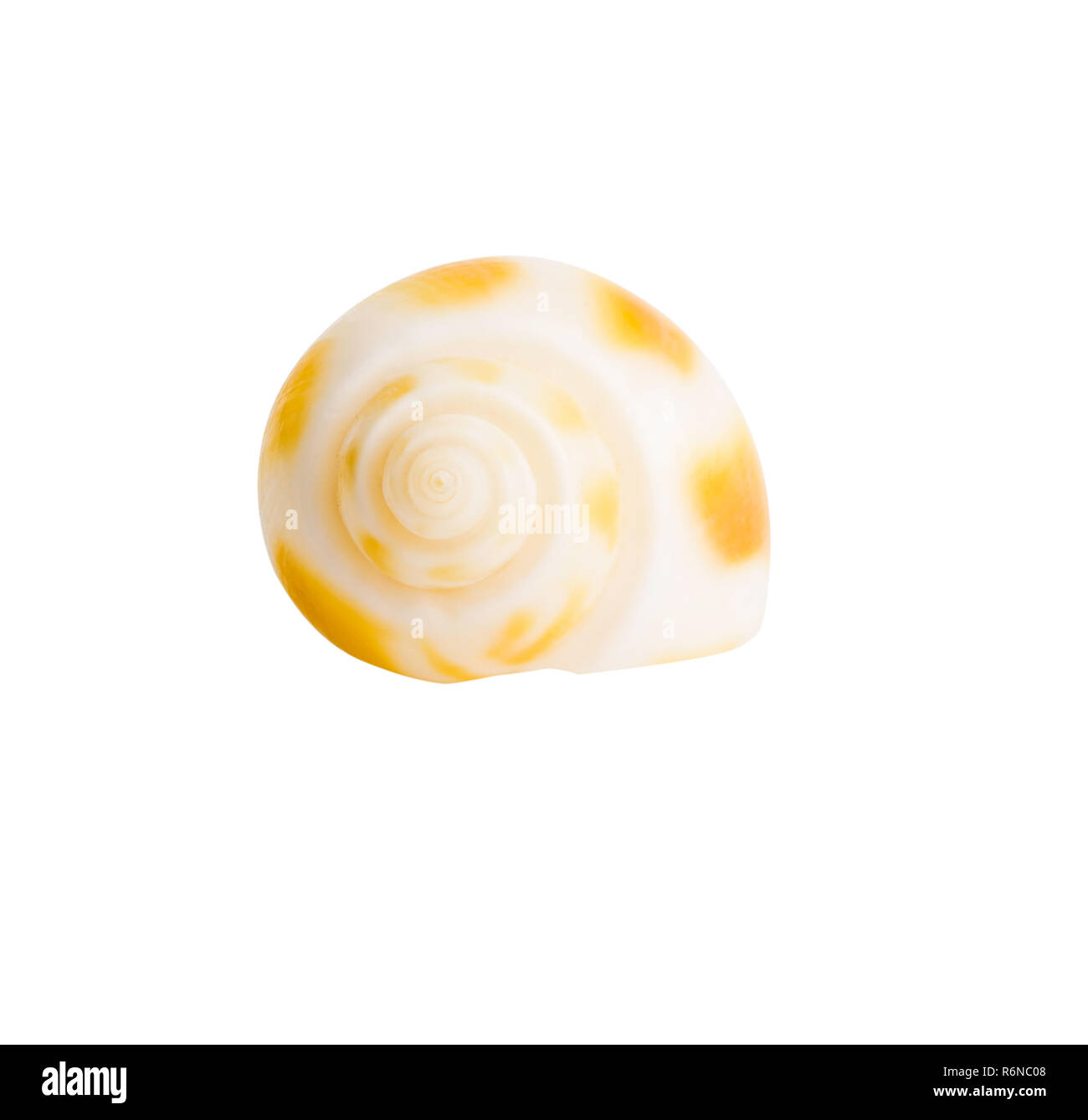 Close-up Marine sea shell isolated Stock Photo - Alamy